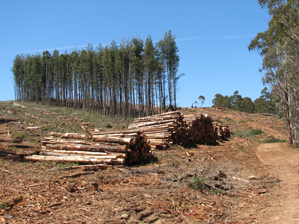 G & J Groves Pty Ltd : Forest Contractors